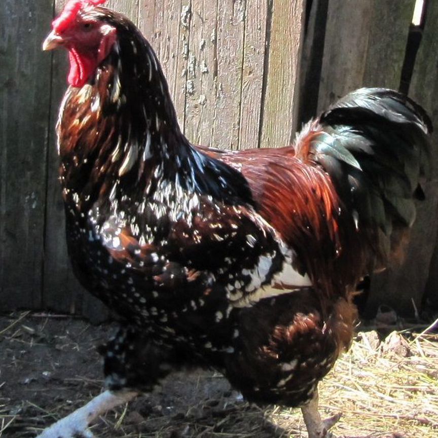 Петух, Ливенская ситцевая