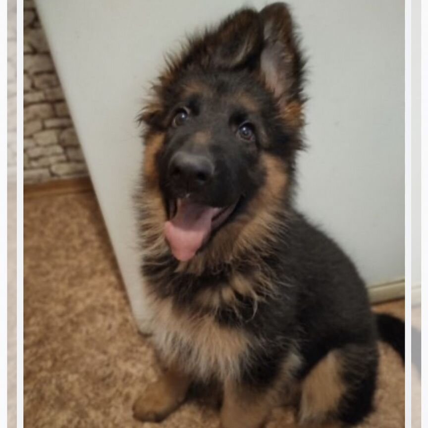 Немецкая овчарка, щенок