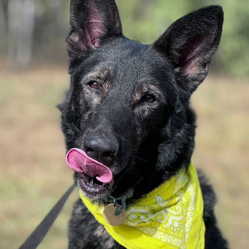 Бывшедомашнего пса выбросили с адресником