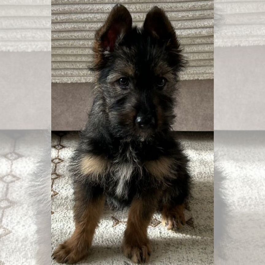 Щенок в добрые руки