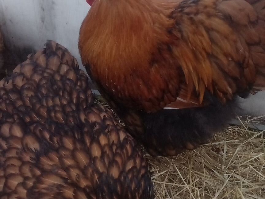 Инкубационное яйцо