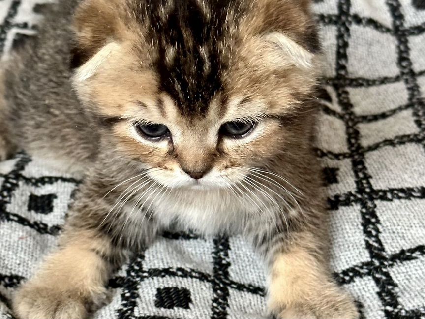 Шотландская вислоухая шиншилла