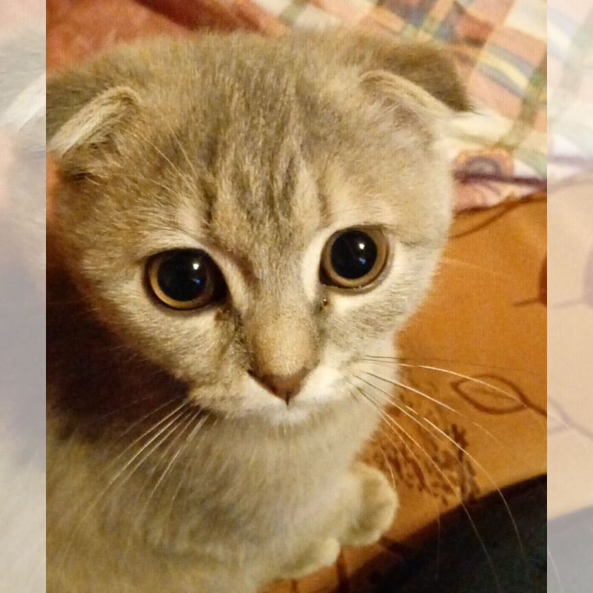 Шотландский вислоухий длинношёрстный котёнок