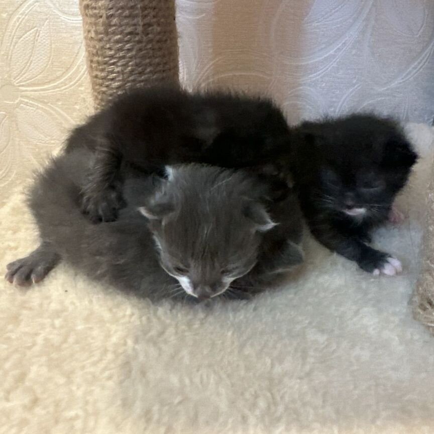 Котята