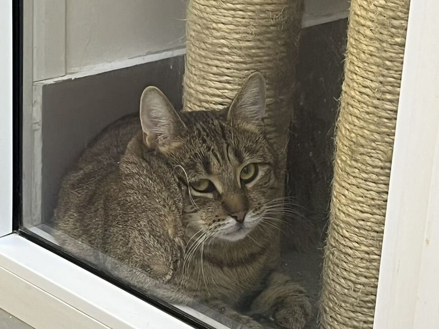 Котик, Ластик