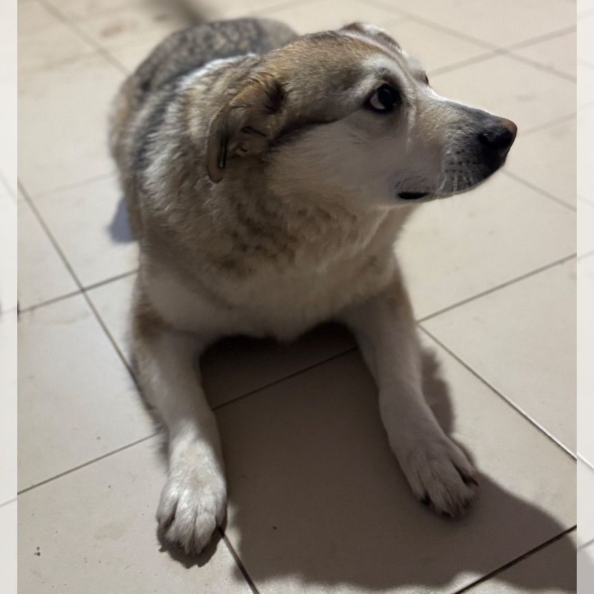 Лучший пес ищет дом