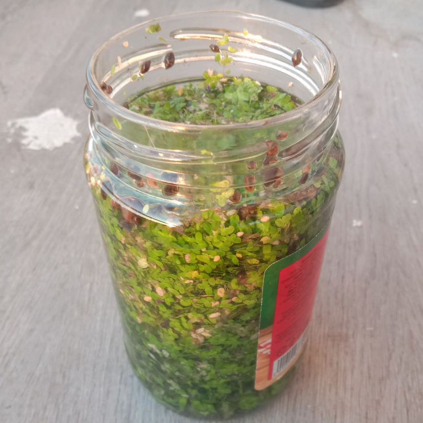 Растения для аквариума