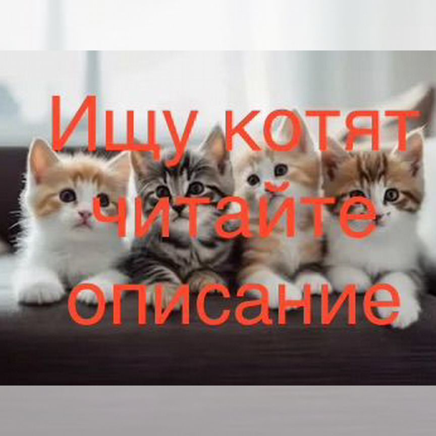 Котёнок в добрые руки