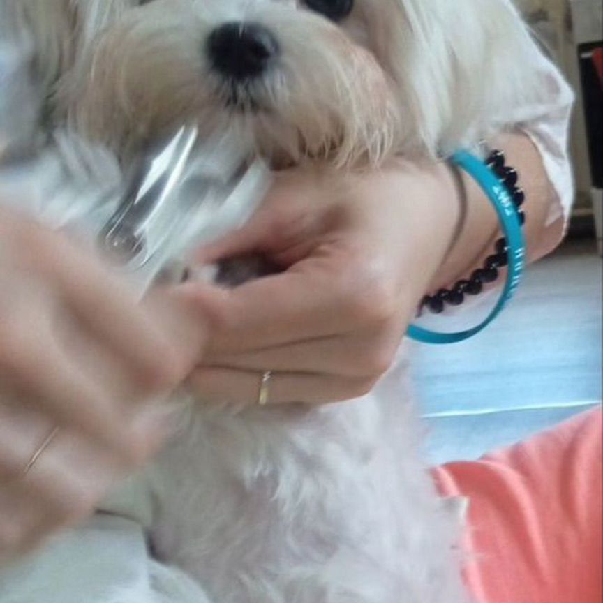 Мальтийская болонка ищет жениха