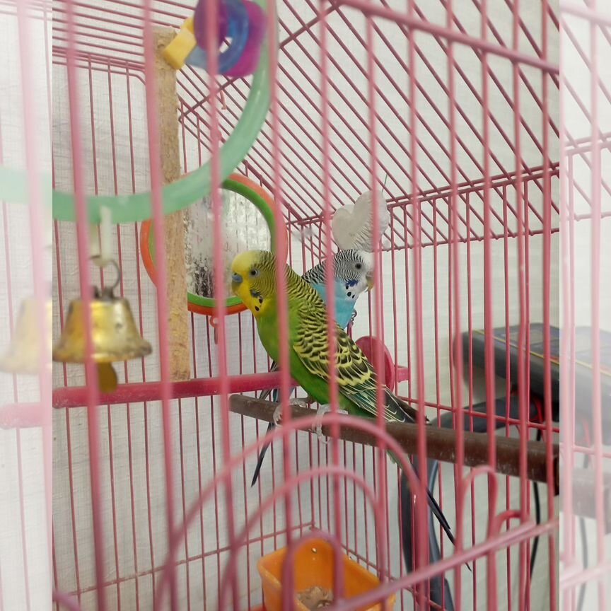 Волнистый попугай