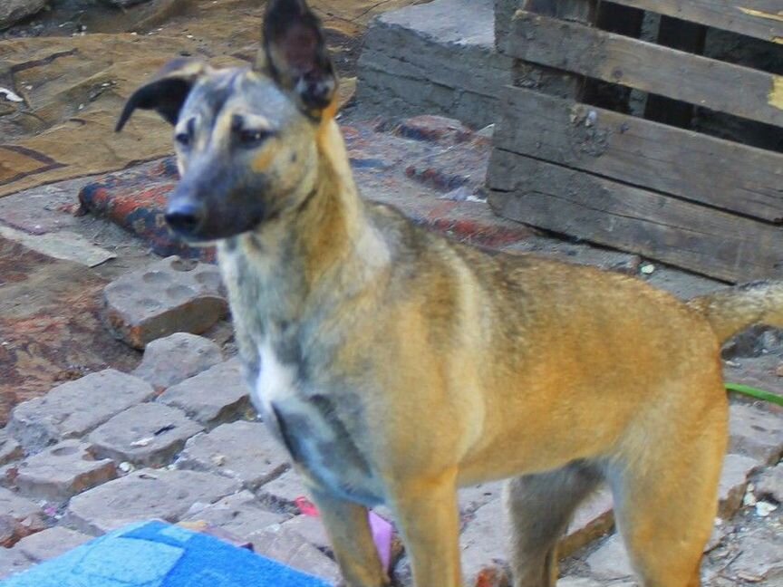 Бельгийская овчарка малинуа, помесь, мелкая