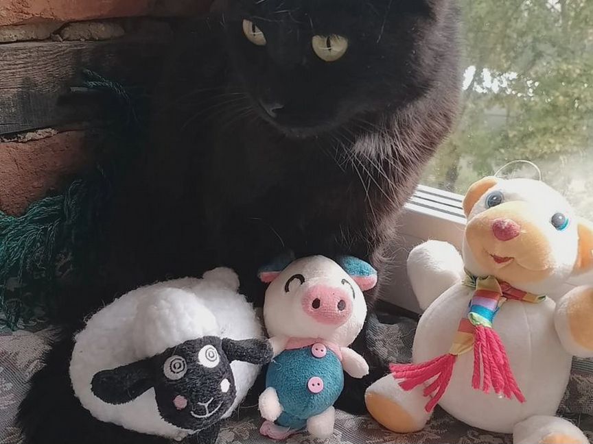 Котики в добрые руки