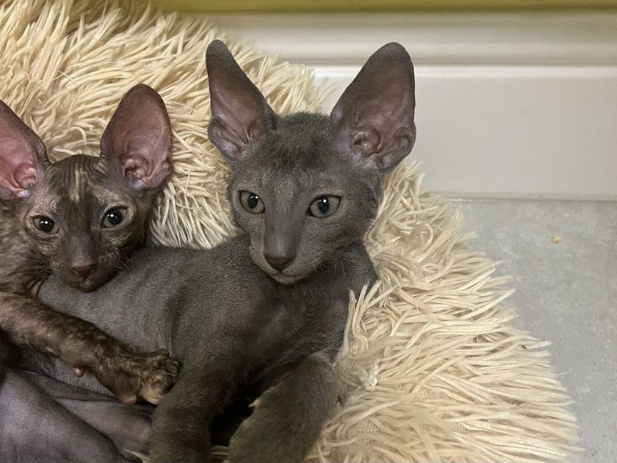 Котята корниш-рекс