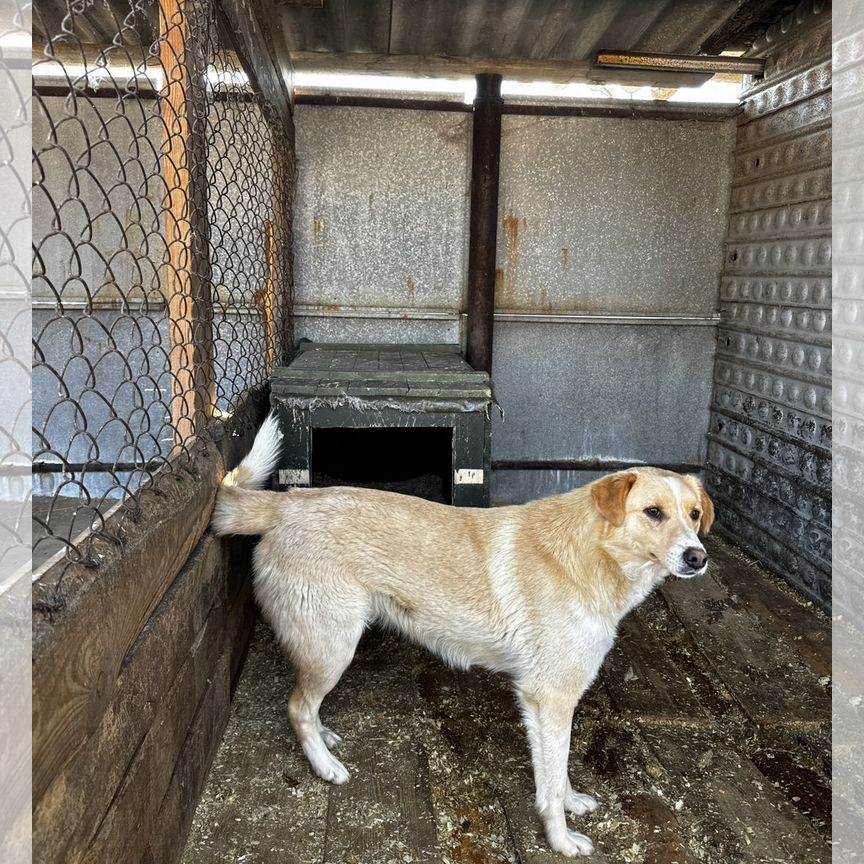 Взрослый пёс в добрые руки