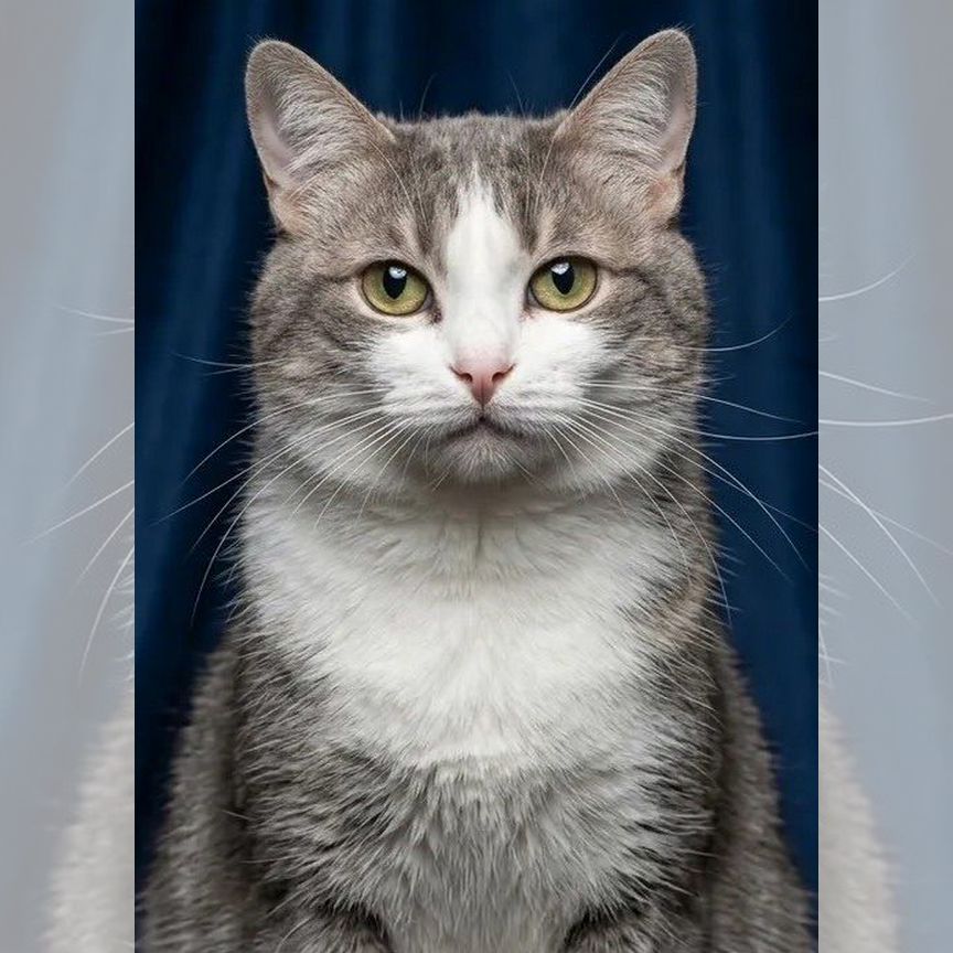 Взрослая, кошка в добрые руки