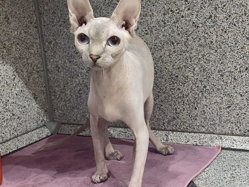 Ищу кота для вязки