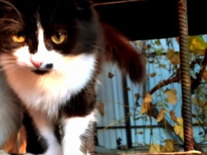 Сибирский котёнка