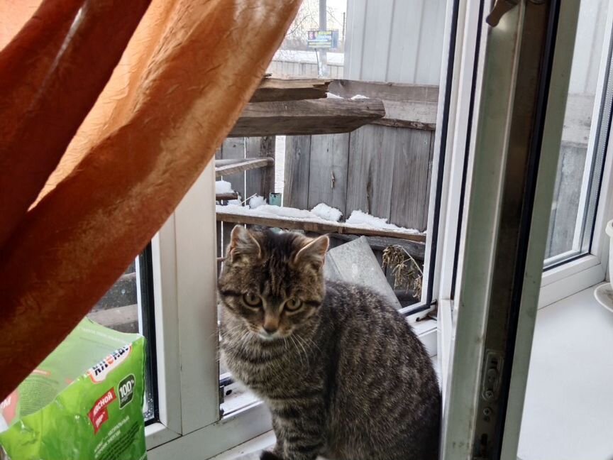 Отдам бесплатно животные