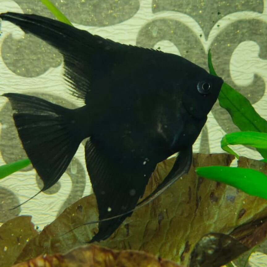 Скалярия черная