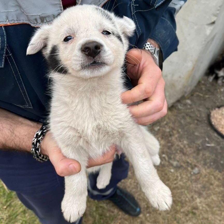 Щенок в добрые руки