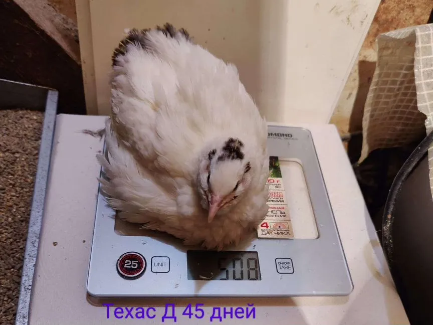Инкубационное яйцо техасского перепела утяжеленого