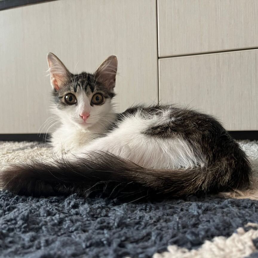 Забавный котёнок ушастик в добрые руки