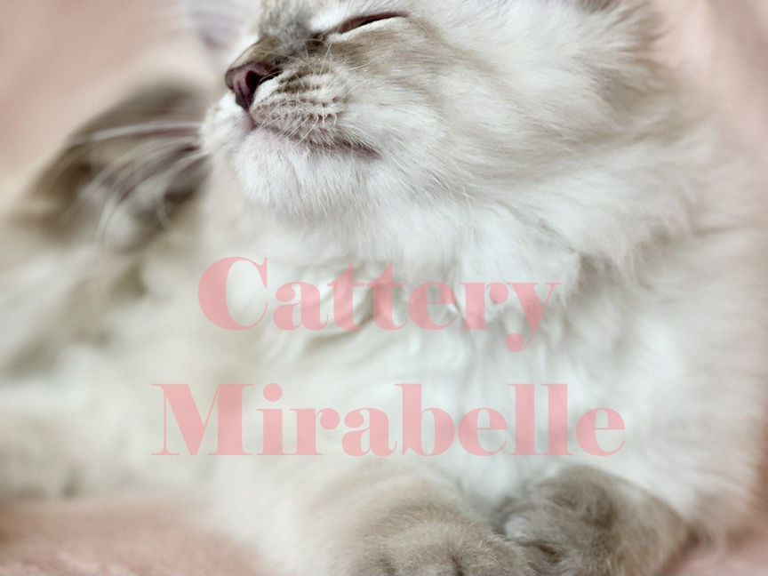 Невский маскарадный котенок