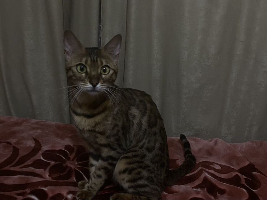 Бенгальская кошка