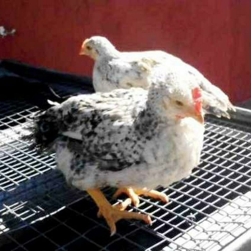 Куры молодки (2 месяца)