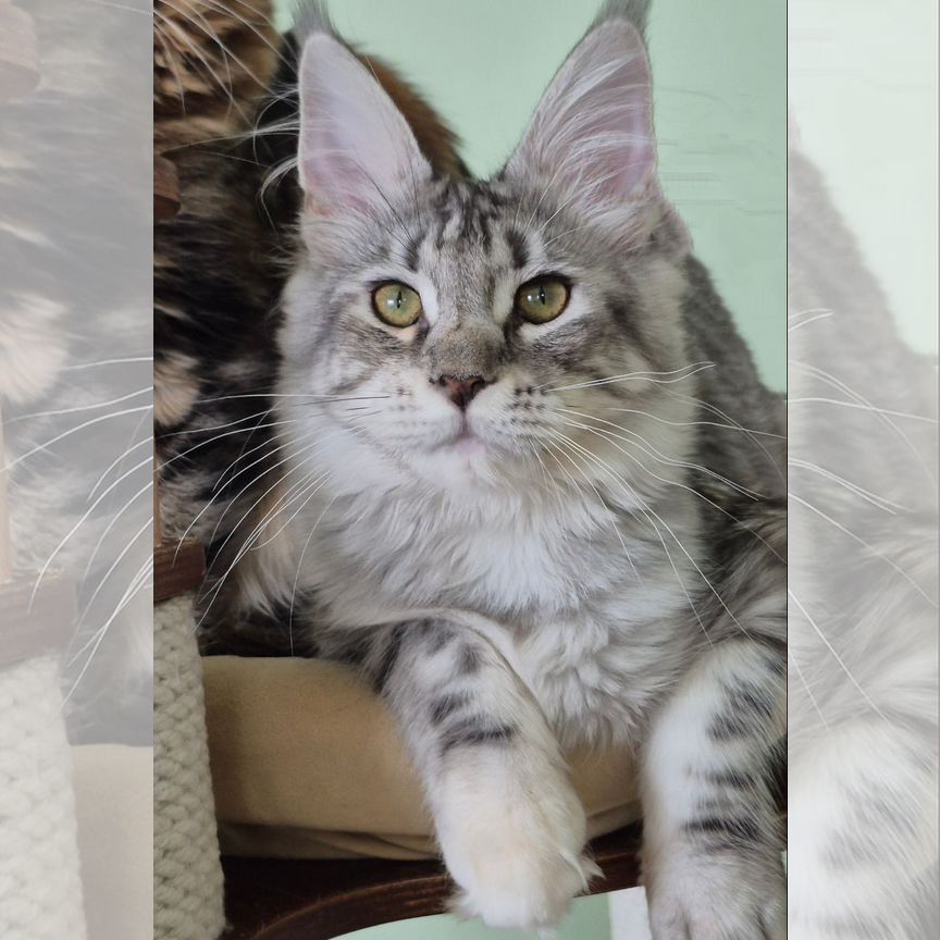 Мейн-кун котёнок