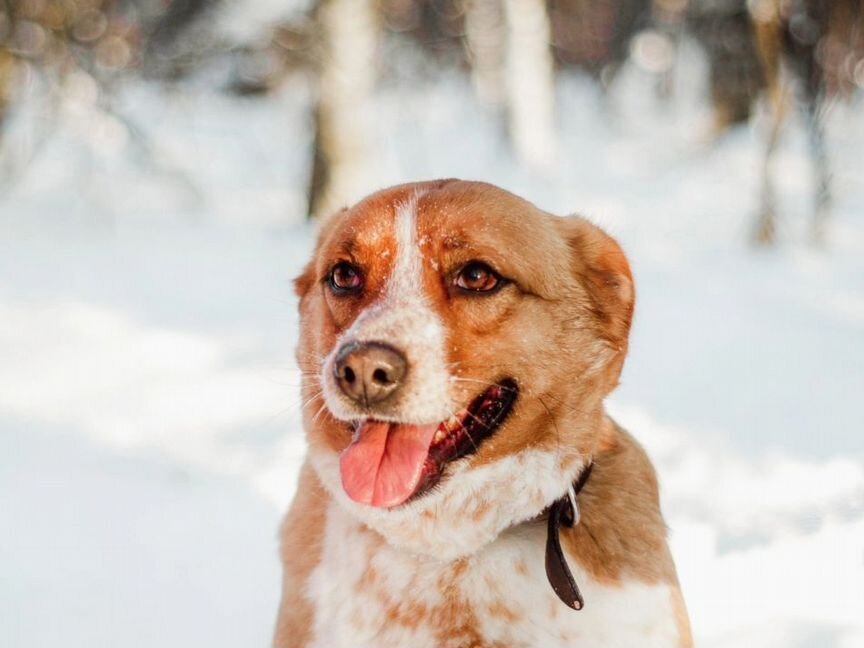 Собака Элия в добрые руки