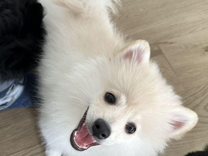 Немецкий шпиц