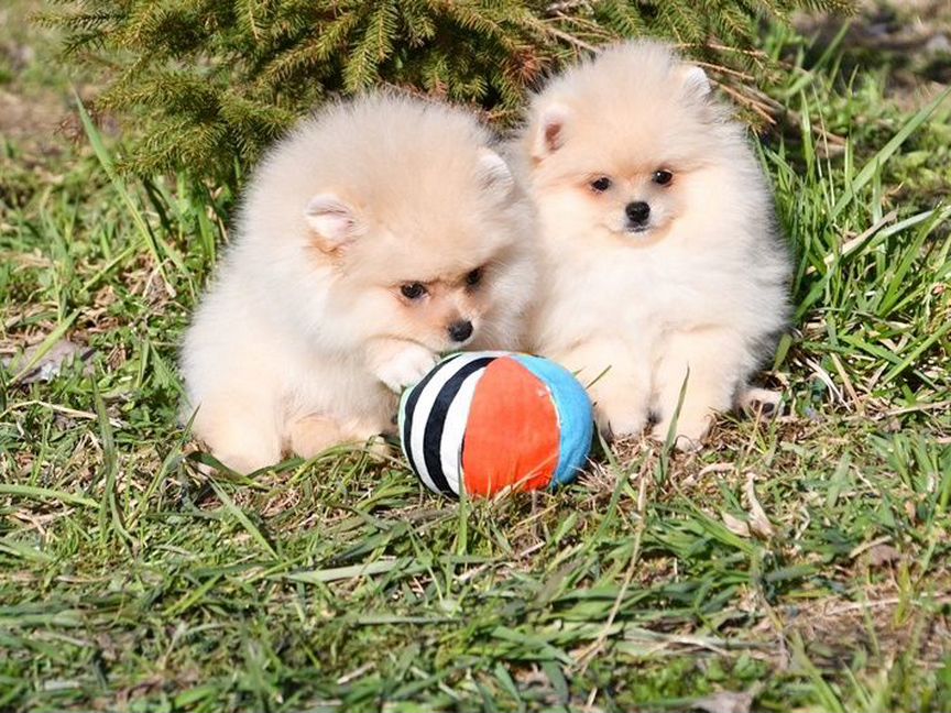 Щенки померанского шпица медвежьего типа