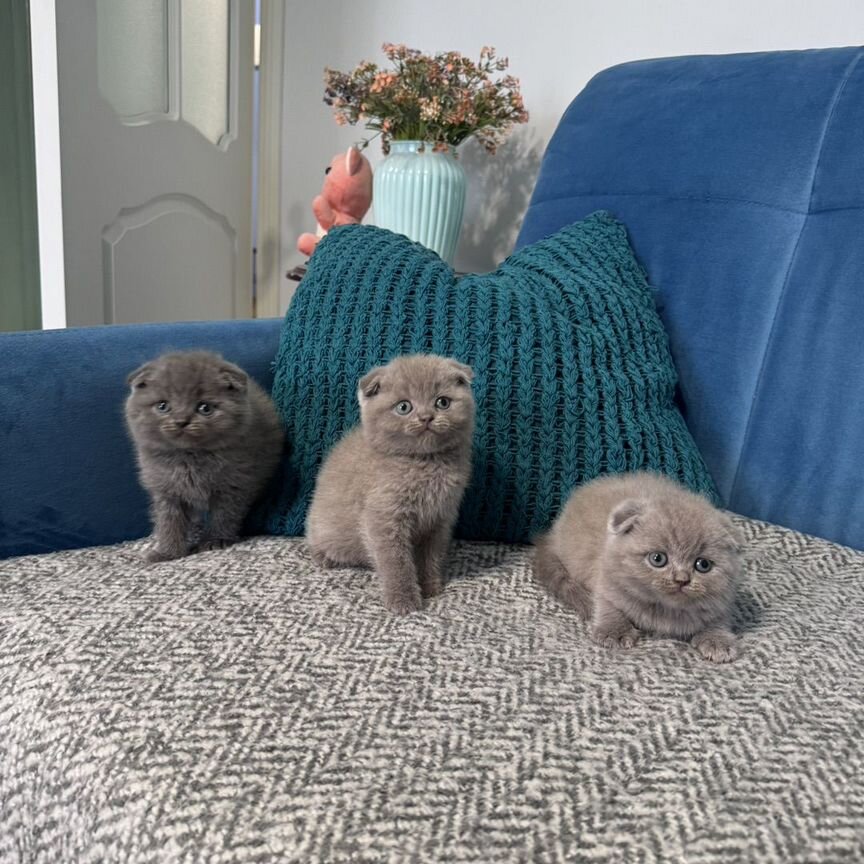 Шотландские булочки