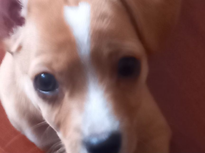 Маленькая собака