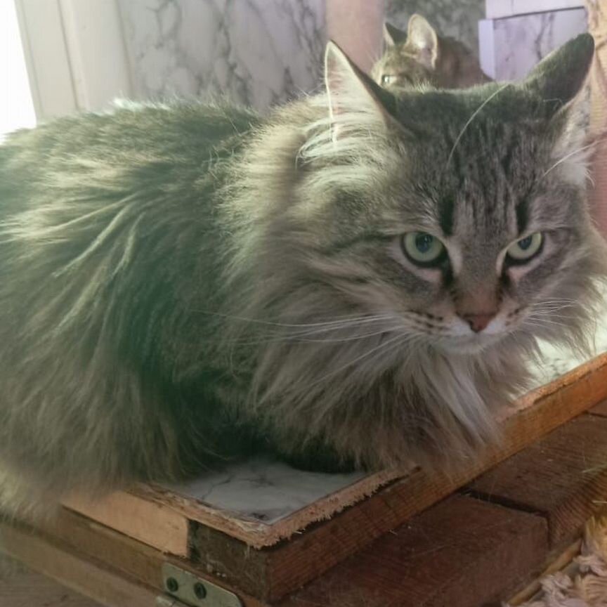 Ищет любящую семью кот Семён
