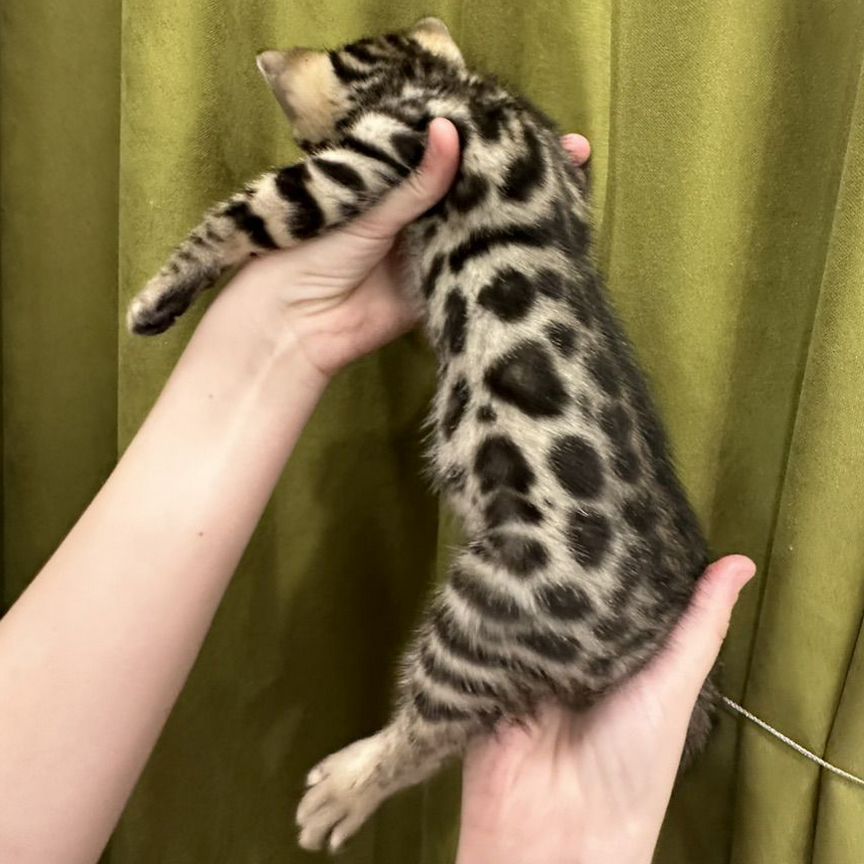 Бенгальские котята