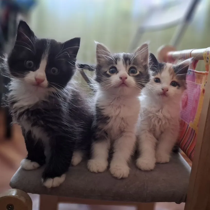 Котята в добрые руки