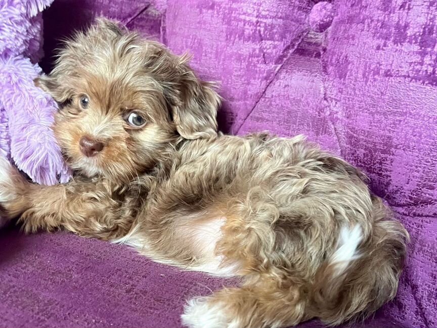 Бомбические мальтипу