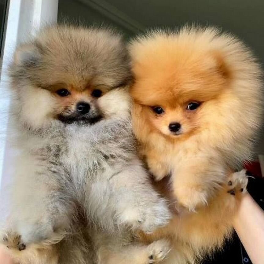 Самые красивые померанцы мини