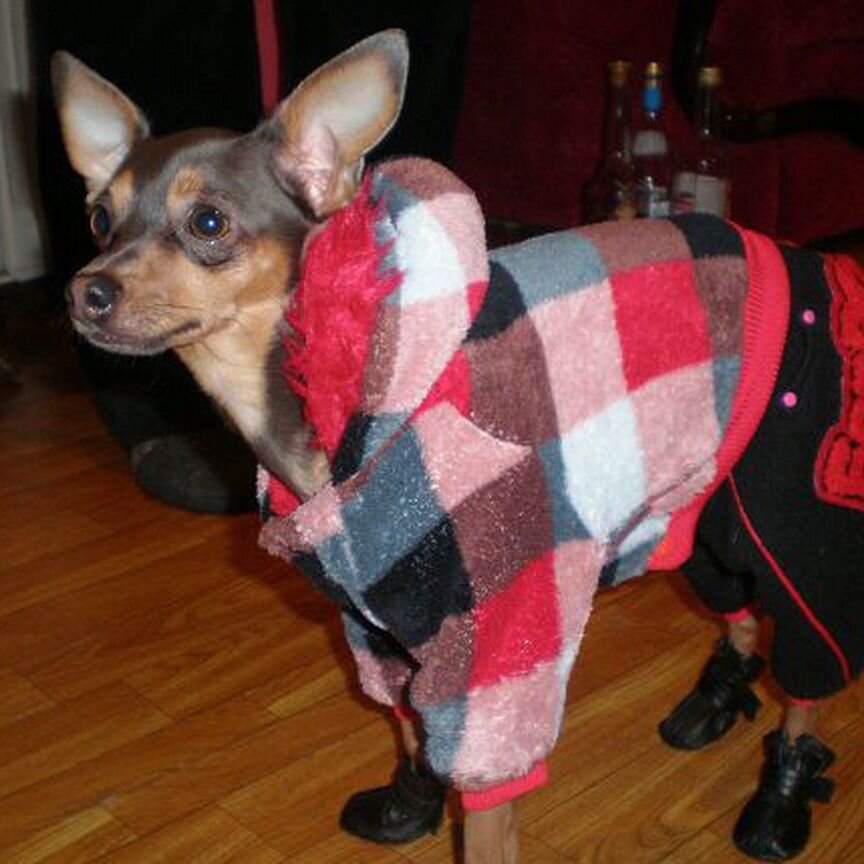 Инвалидная коляска для мелких собак