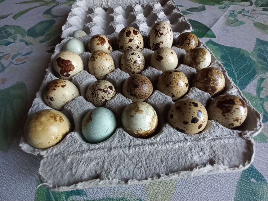 Яйца перепелиные инкубационные и пищевые