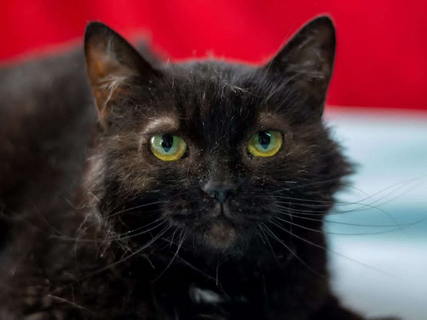 Кошка Мара