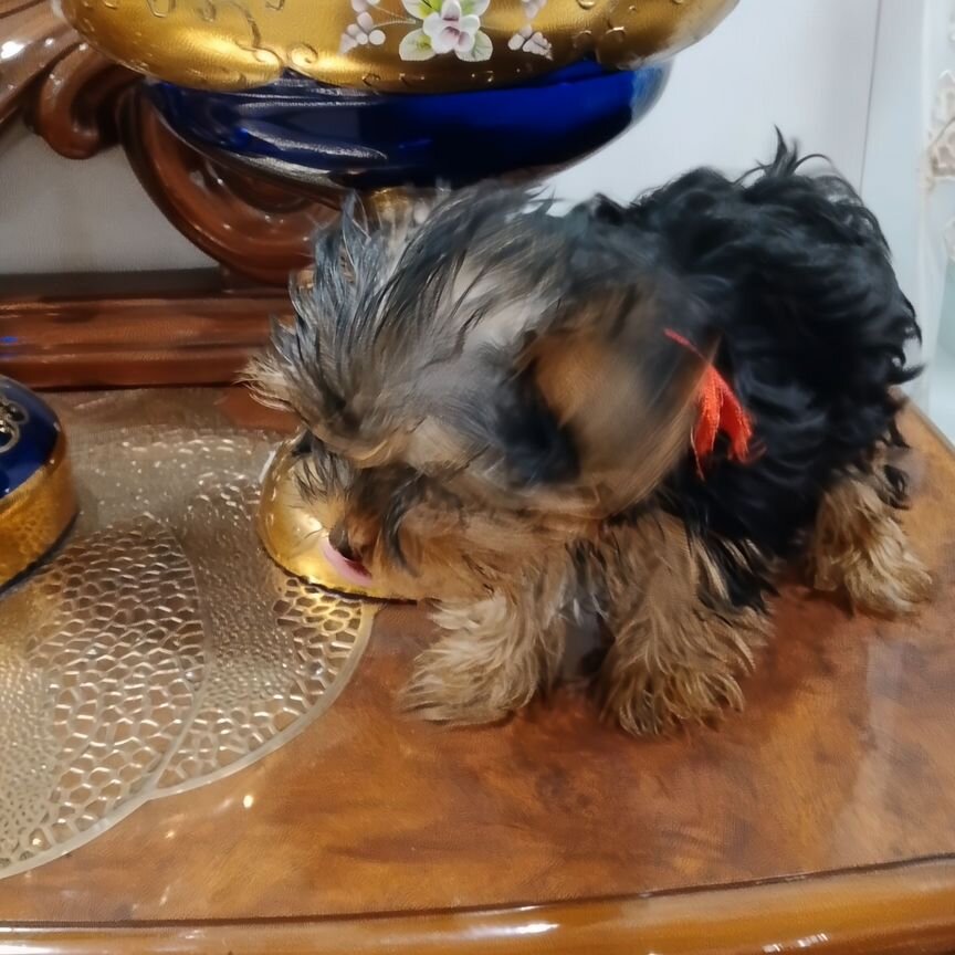 Йоркширский терьер, щенок