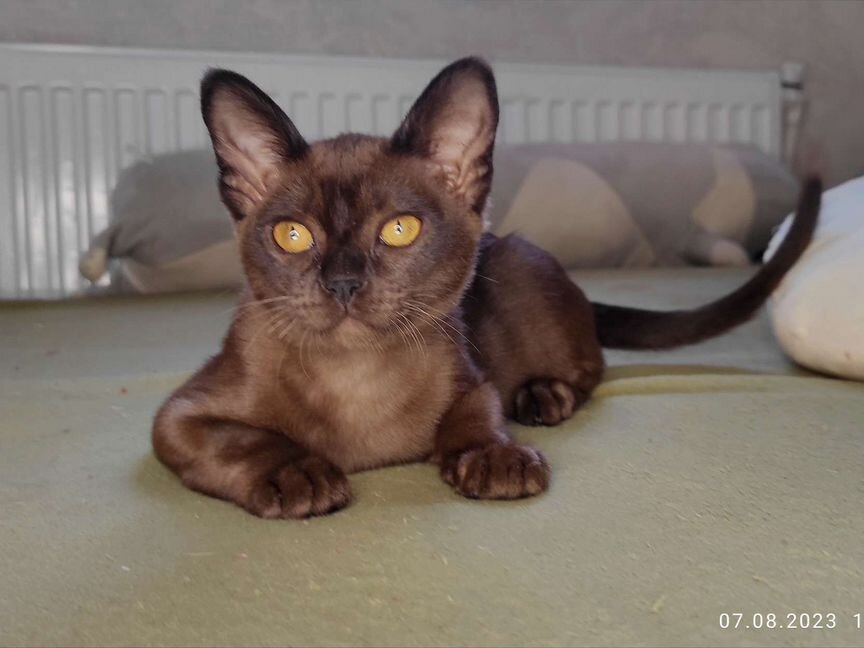 Бурманские котята