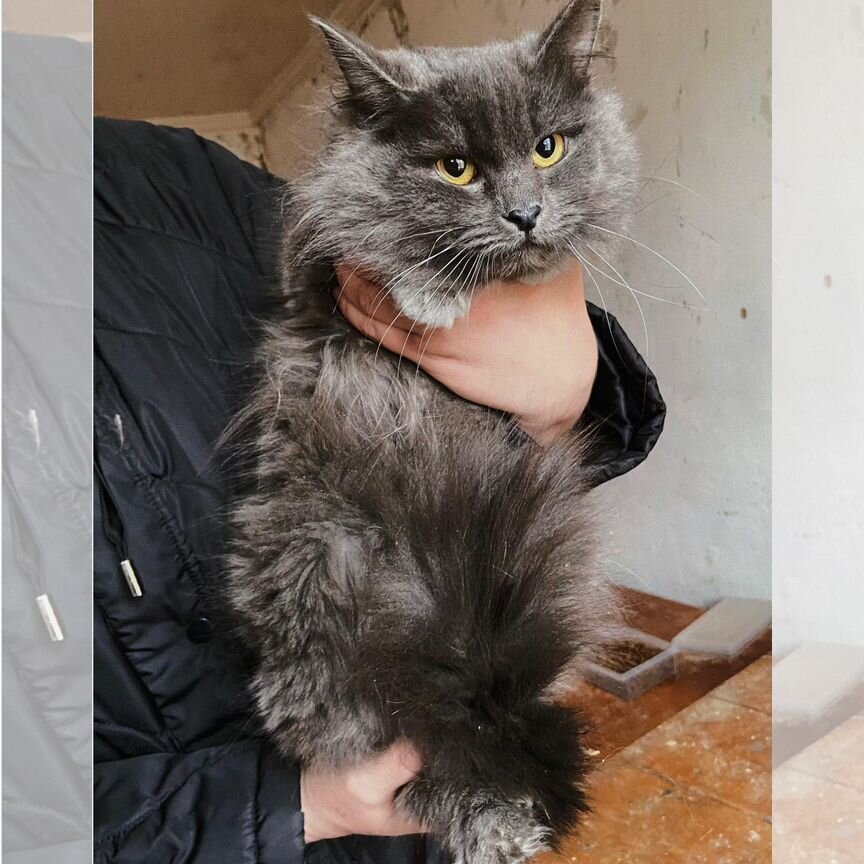 Кошечка