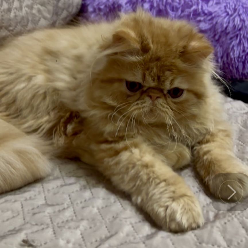 Персидский котёнок