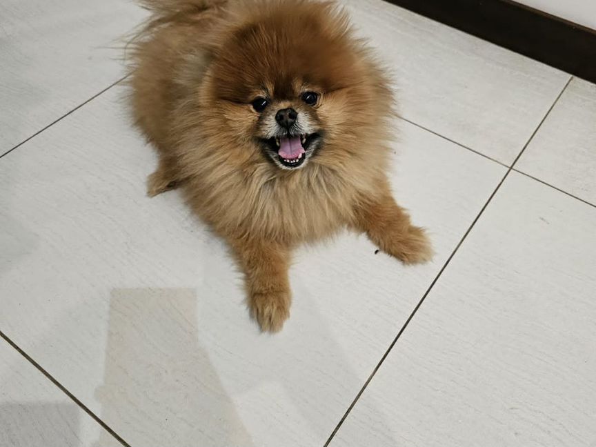 Немецкий шпиц