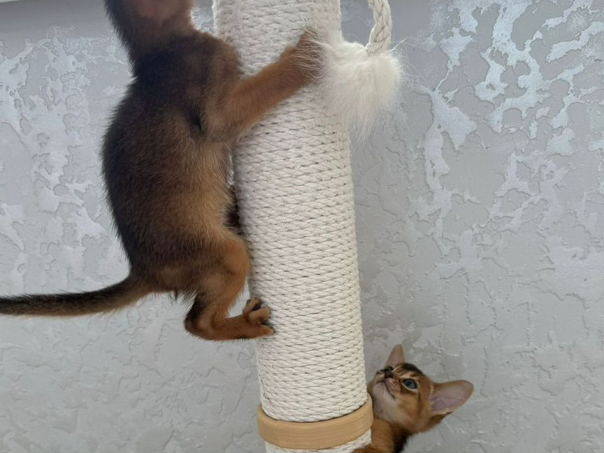 Аббисинские котята