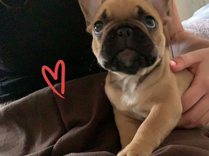 Продажа собак щенков